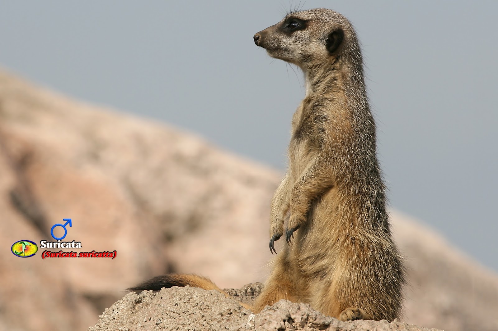 Zoologia: Suricata (Suricata suricatta)